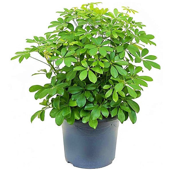 Schefflera Arboricola, Dwarf Umbrella Tree – My Green Resort